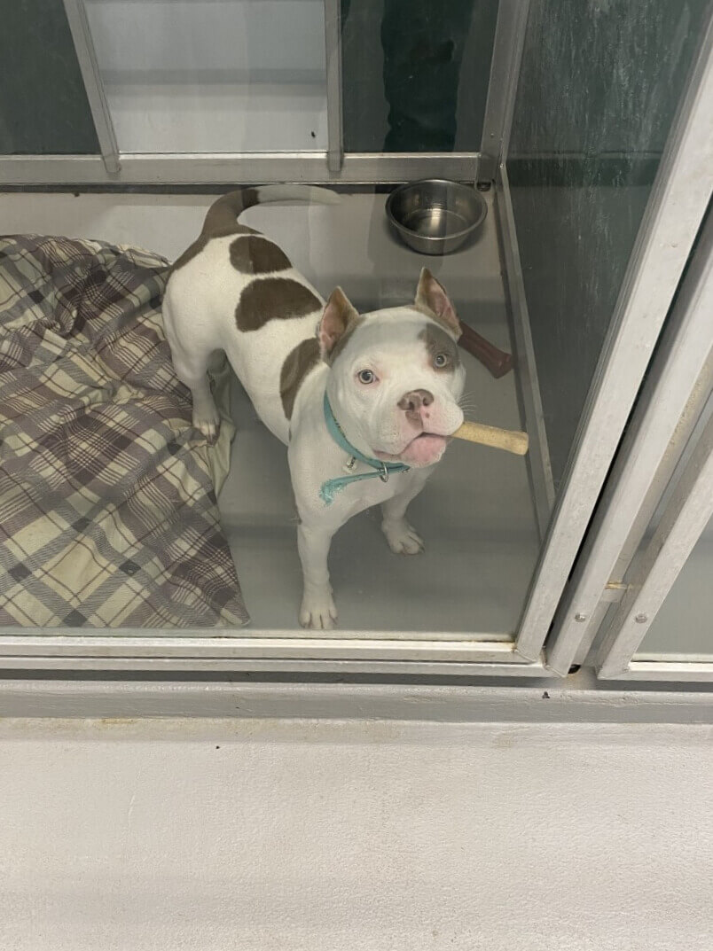 Large & Small Animal Boarding | Wewoka Animal Hospital